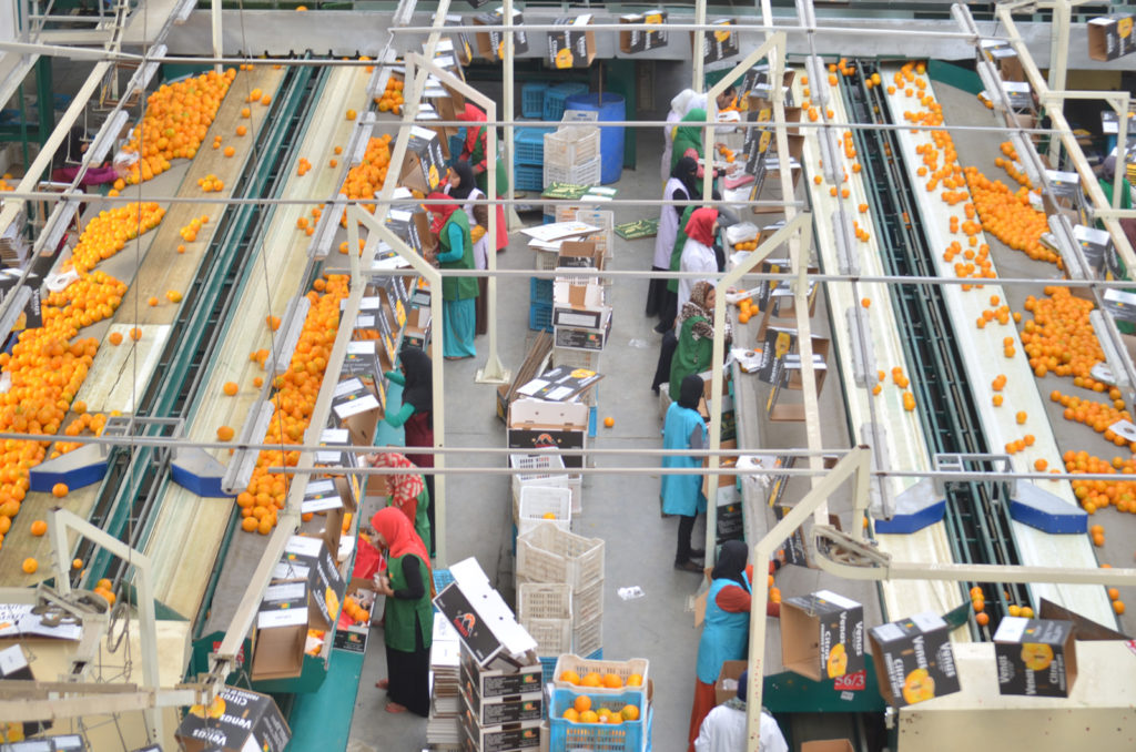 Gallery – EGCT Fresh Egypt